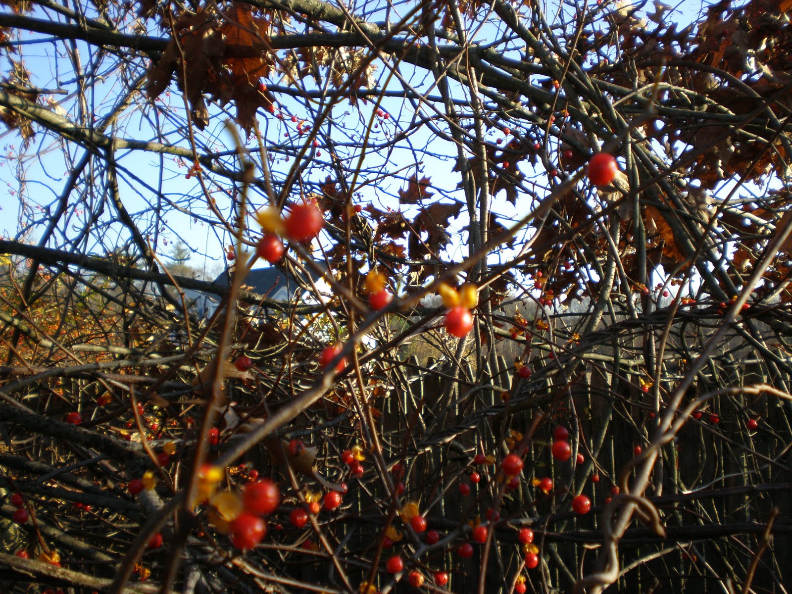 Dreaming of Asia in Texas: American Bittersweet