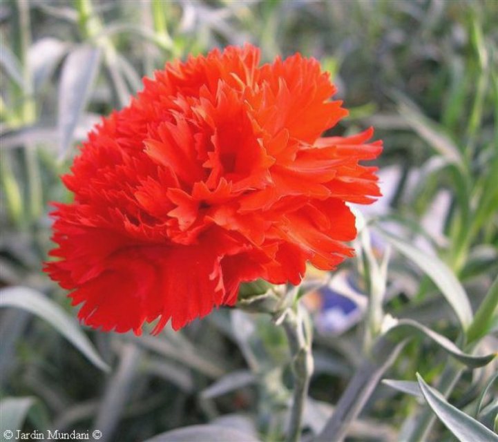 cuina rocafort: clavell