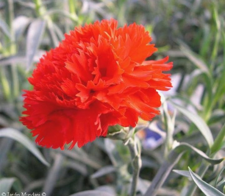 cuina rocafort: clavell