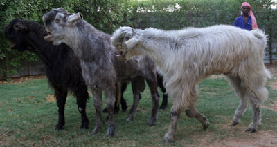 Ugly Overload: Sock Puppet Goats