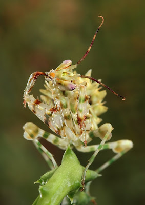 Ugly Overload: Oodles of Mantises