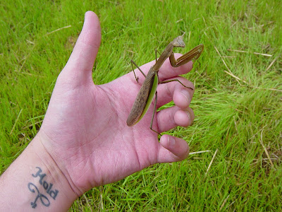 Ugly Overload: Mantis at Midday