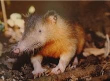 Ugly Overload: Almiqui