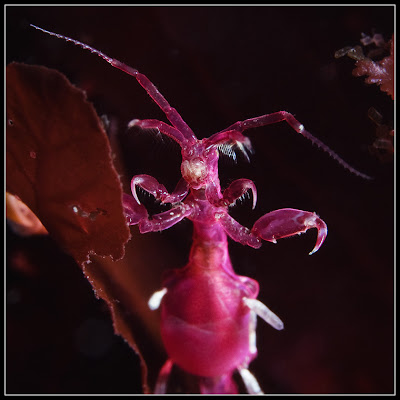 Ugly Overload: Pink Menace