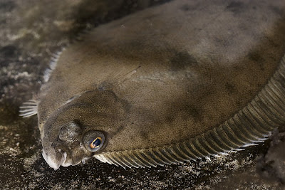 Ugly Overload: European Plaice