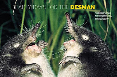 Ugly Overload: Meet the Desman