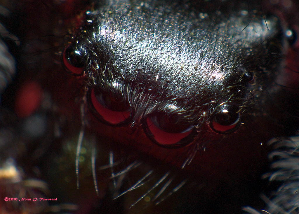 Ugly Overload: Gratuitous Spider Faces