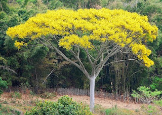 Hortist: Flowering trees of tropics