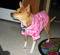 Basenji Rescue and Transport Blog: Brave Little Dogs in Sweaters