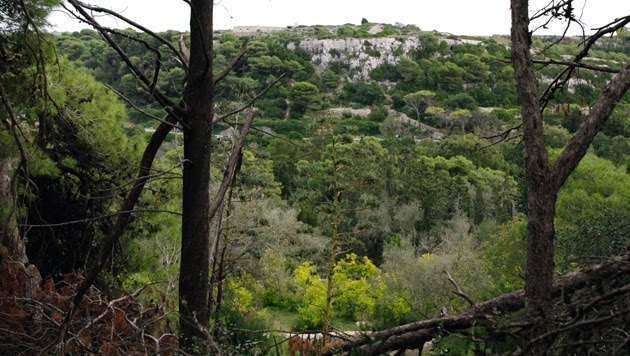 International Year of Forests: Buskett - Malta