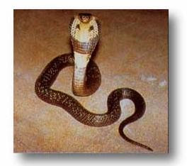 ToeyZii╔•™ ²: ชนิดของงูพิษและการปฐมพยาบาลเบื้องต้น