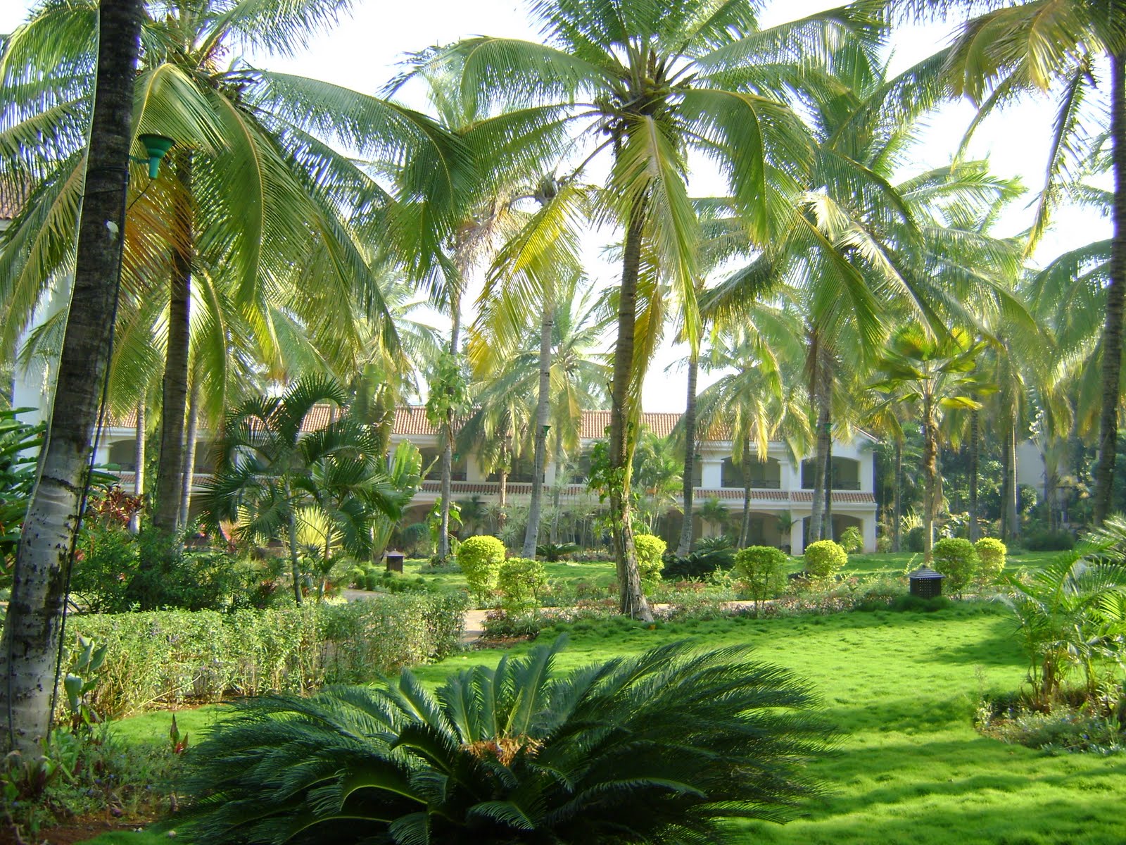 The Traveller Sanghamitra: A Touch of Tropical Rain Forest.... in ...