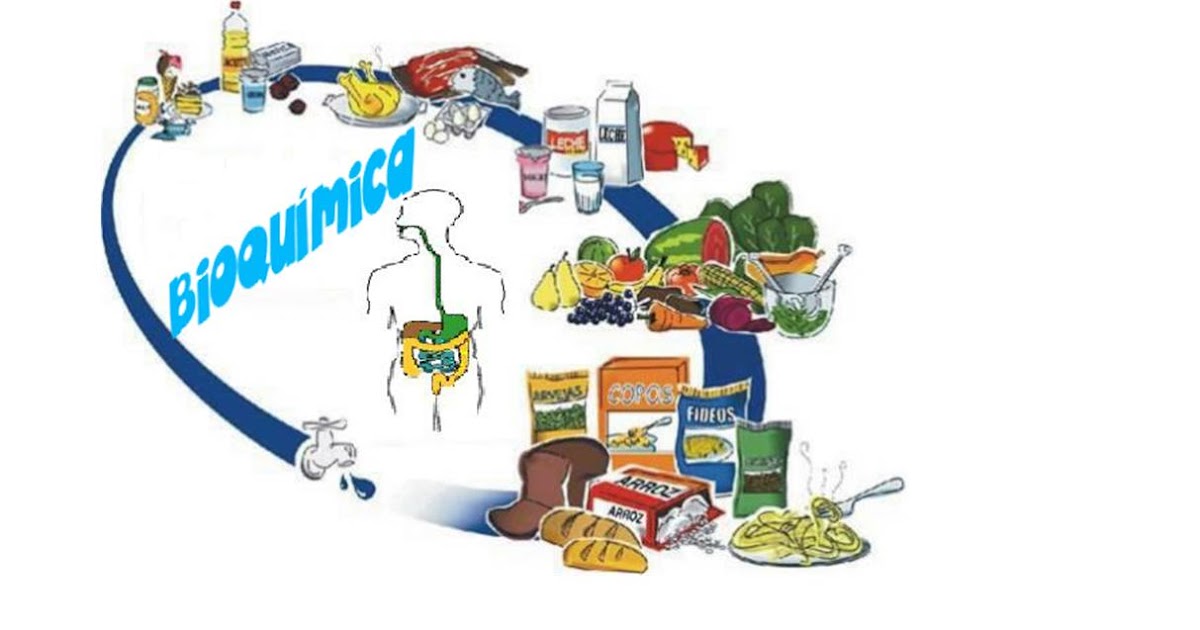 Bioquímica: Bioquímica: concepto y ramas