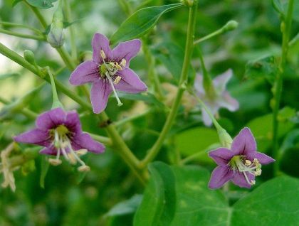Блогът на Ани Пешева: МЕРДЖАН - билката на дълголетието - ЛИЦИЙ, ГОДЖИ БЕРИ
