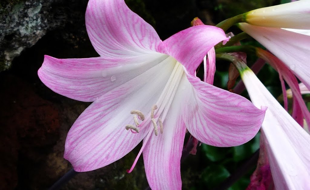 What A Dish!: Pink Fall Lilies