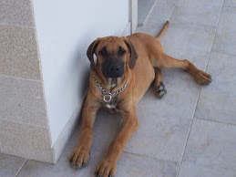 Leão da Rodésia - Rhodesian Ridgeback: Fotos de Leões da Rodésia