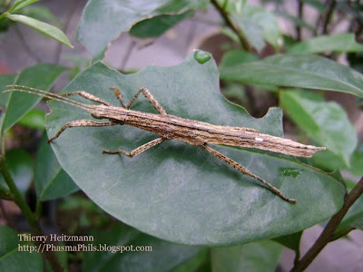PhasmaPhils: EUBULIDES ALUTACEUS