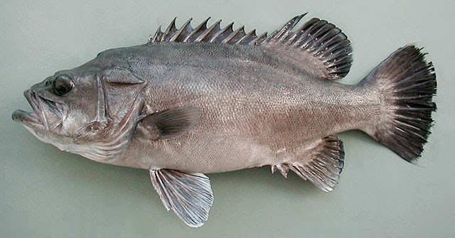 Artes de Pesca: VAMOS A PERCAR CHERNA