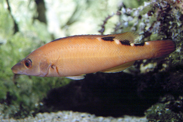 Artes de Pesca: VAMOS A PESCAR GALLANO