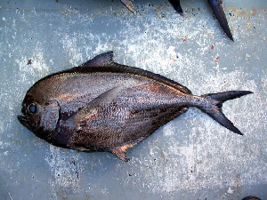 Artes de Pesca: VAMOS A PESCAR JAPUTA