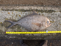 Artes de Pesca: VAMOS A PESCAR JAPUTA