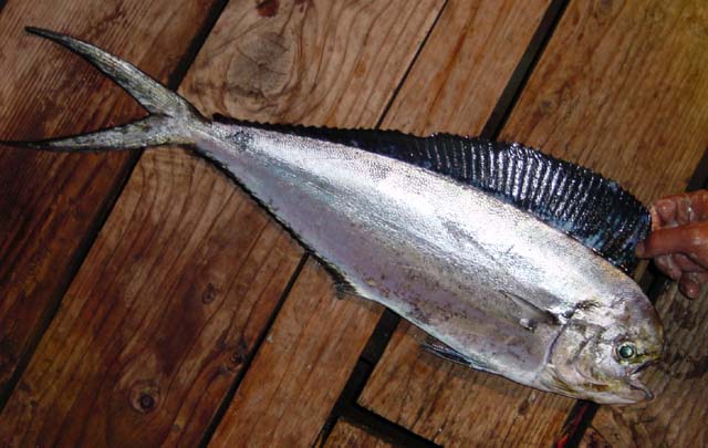 Artes de Pesca: VAMOS A PESCAR LAMPUGA