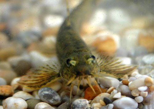 Artes de Pesca: VAMOS A PESCAR LOCHA