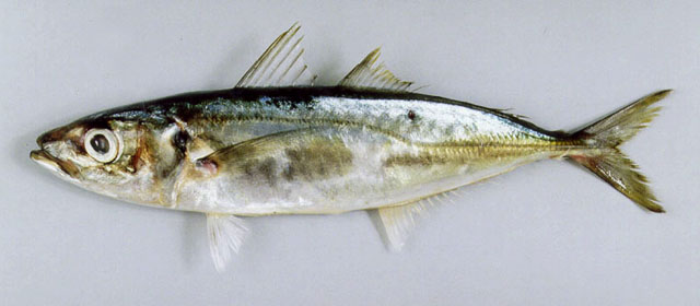 Artes de Pesca: VAMOS A PESCAR MACARELA