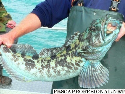 Artes de Pesca: VAMOS A PESCAR MARUCA