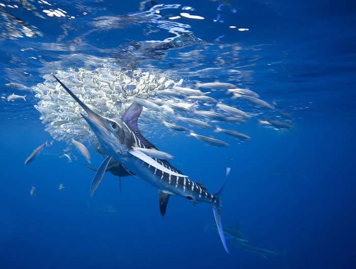 Artes de Pesca: VAMOS A PESCAR MARLIN AZUL DEL INDO-PACÍFICO