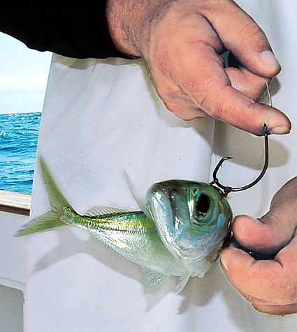 Artes de Pesca: VAMOS A PESCAR MARLIN AZUL DEL INDO-PACÍFICO