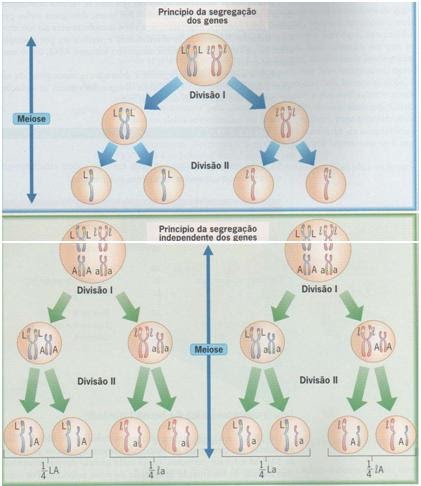Teoria Cromossómica da Hereditariedade