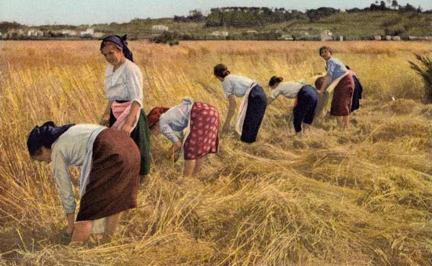 MEMÓRIAS...e outras coisas...: As Ceifas