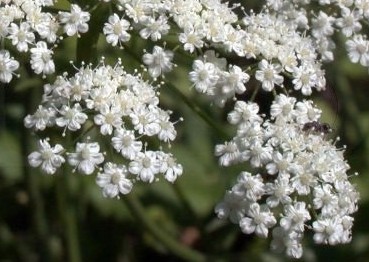 Sabores Especiales: Anís Verde y Anís Estrellado