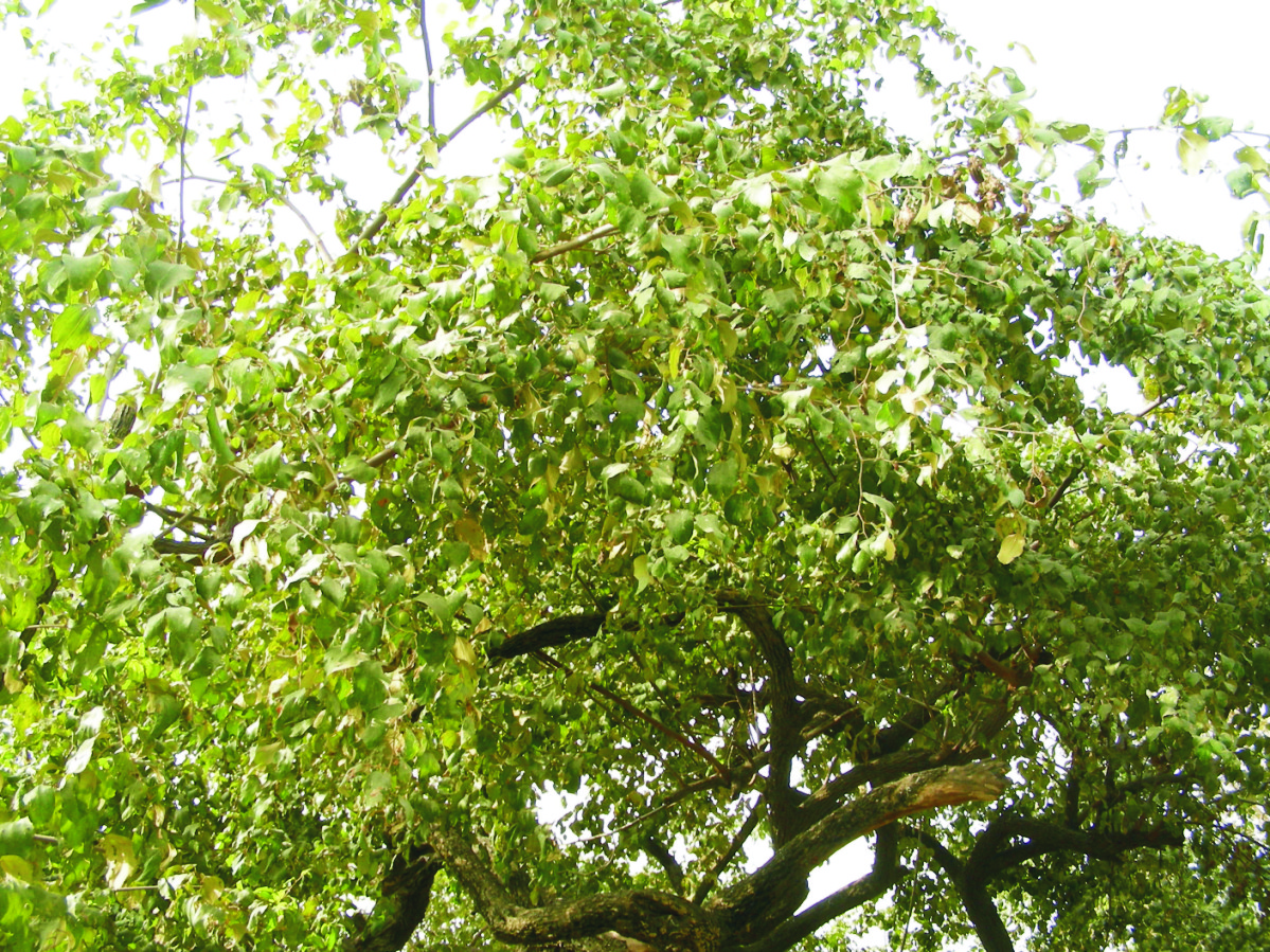 thinkunthink: Birds, trees and butterflies at the Yamuna Biodiversity ...