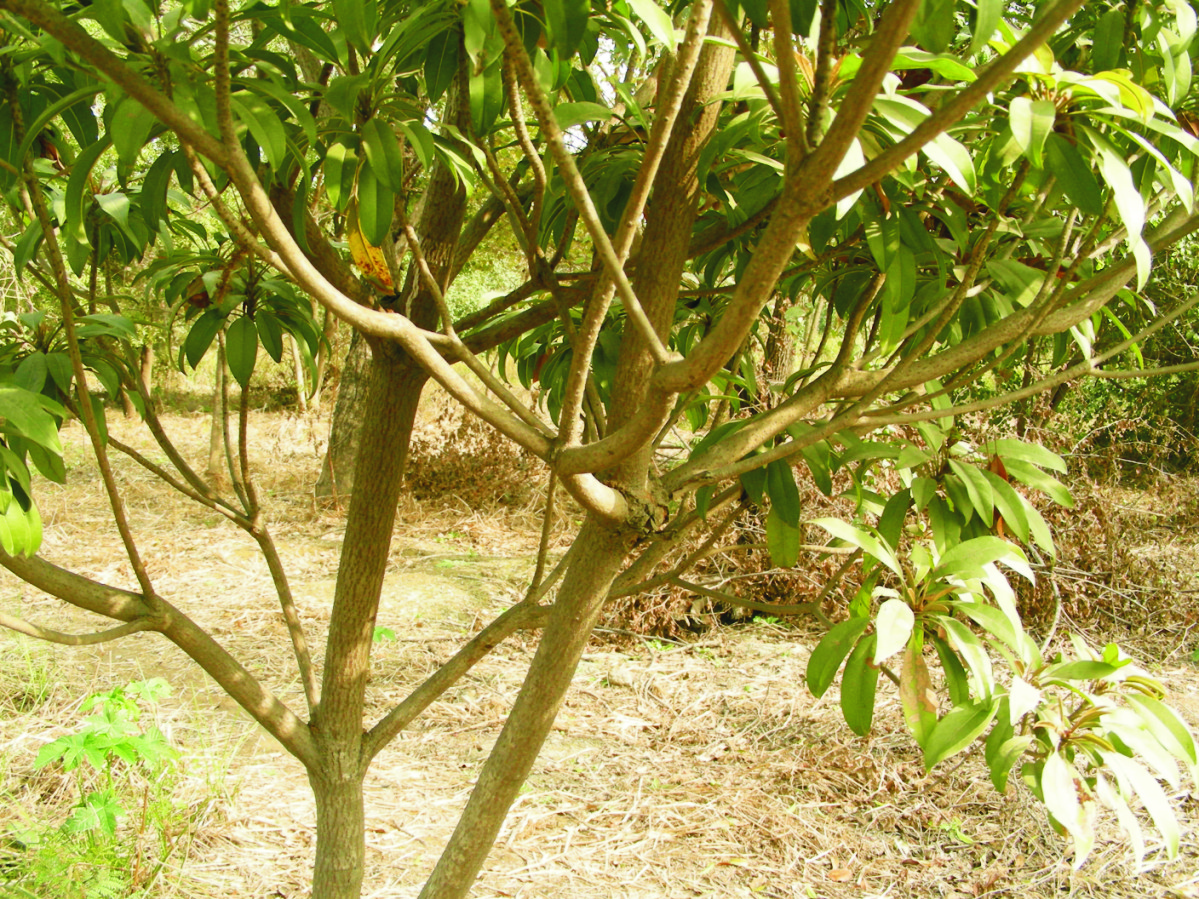 thinkunthink: Birds, trees and butterflies at the Yamuna Biodiversity ...