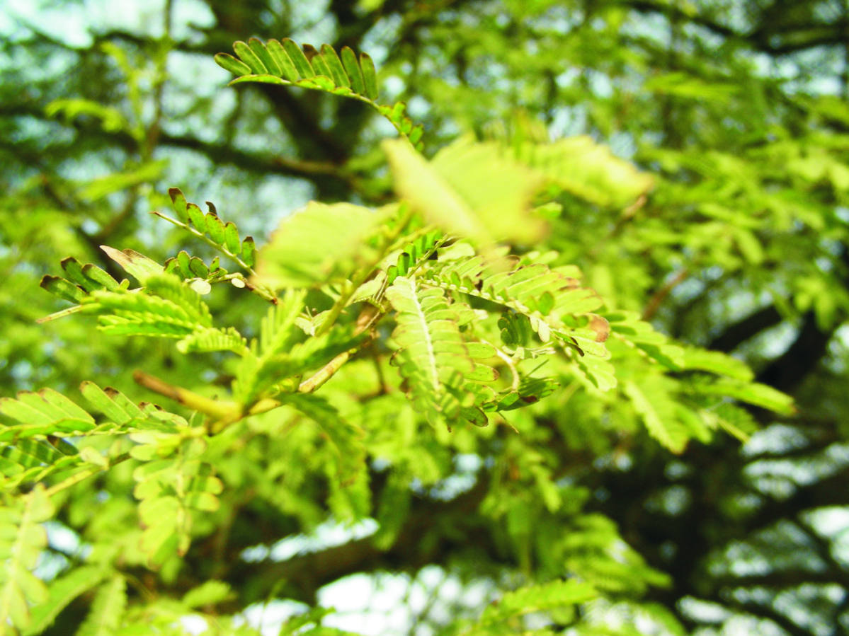 thinkunthink: Birds, trees and butterflies at the Yamuna Biodiversity ...