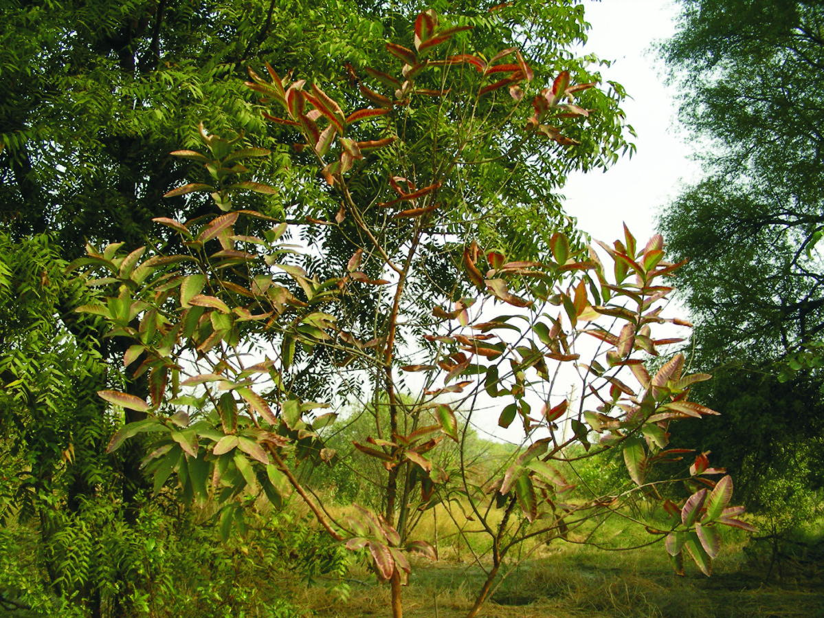 thinkunthink: Birds, trees and butterflies at the Yamuna Biodiversity ...