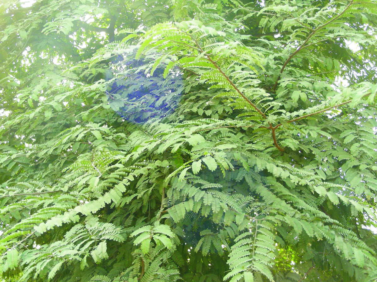 thinkunthink: Birds, trees and butterflies at the Yamuna Biodiversity ...