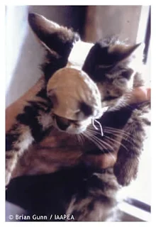 Mau Mew: Cats Animal Testing