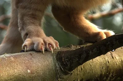 Cat Chit Chat: Cat Anatomy