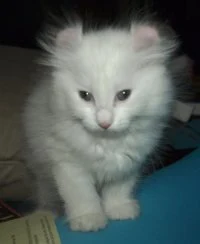 Cat Chit Chat: Alpine Lynx