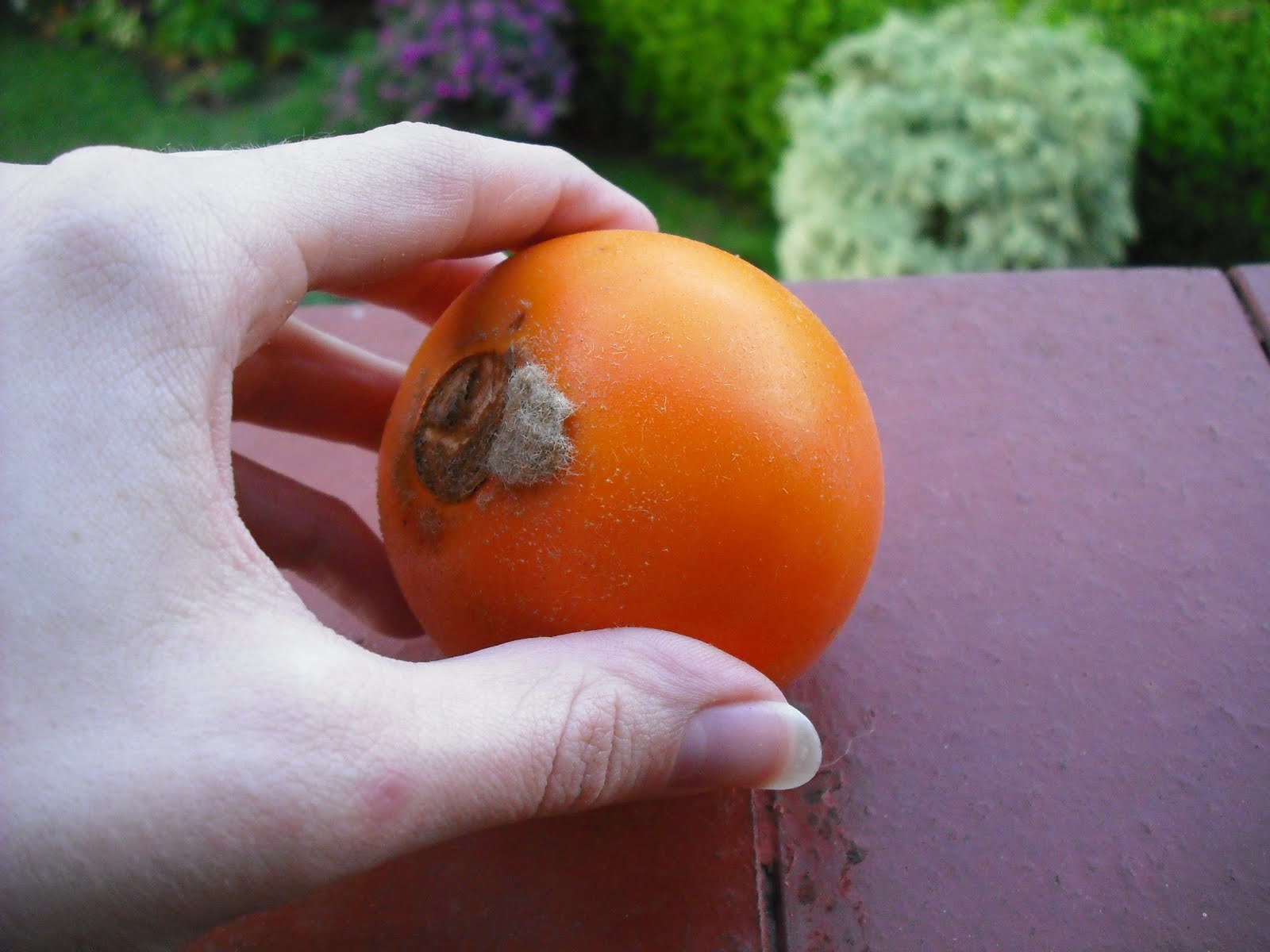 Considering Colombia: Recipe: Jugo de Lulo