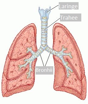 În premieră, s-a realizat un transplant de laringe ce a redat vorbirea ...