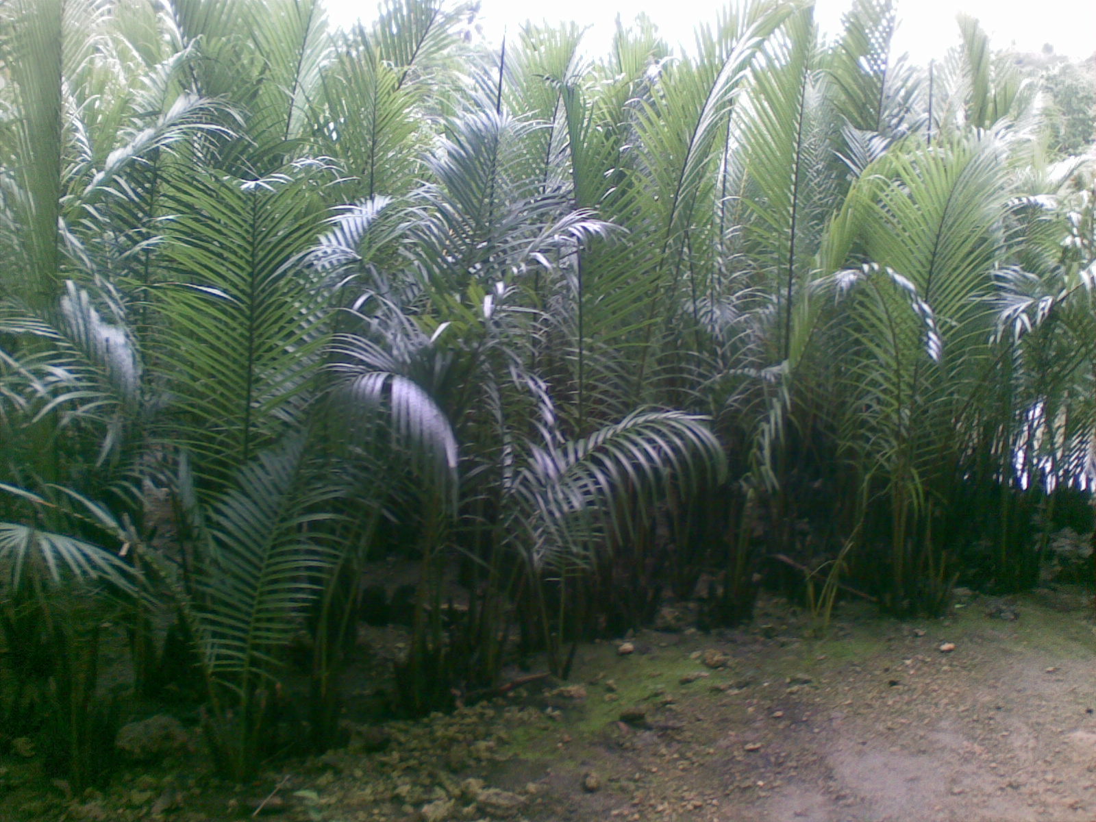 adventures in sustainability: GROW YOUR OWN ROOF: How to make nipa roofing