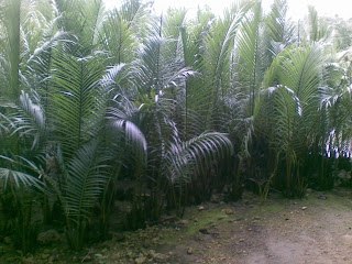 adventures in sustainability: GROW YOUR OWN ROOF: How to make nipa roofing