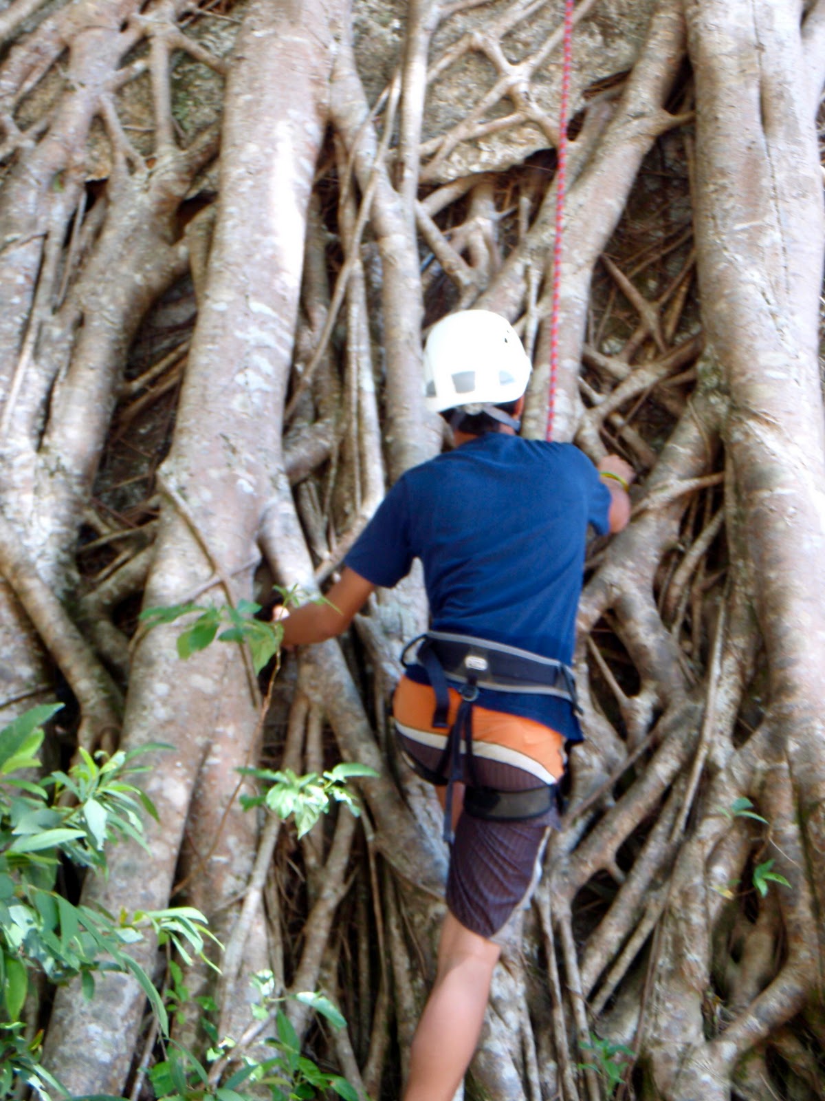 adventures in sustainability: Tree Root Climbing and Rapelling in Danao ...
