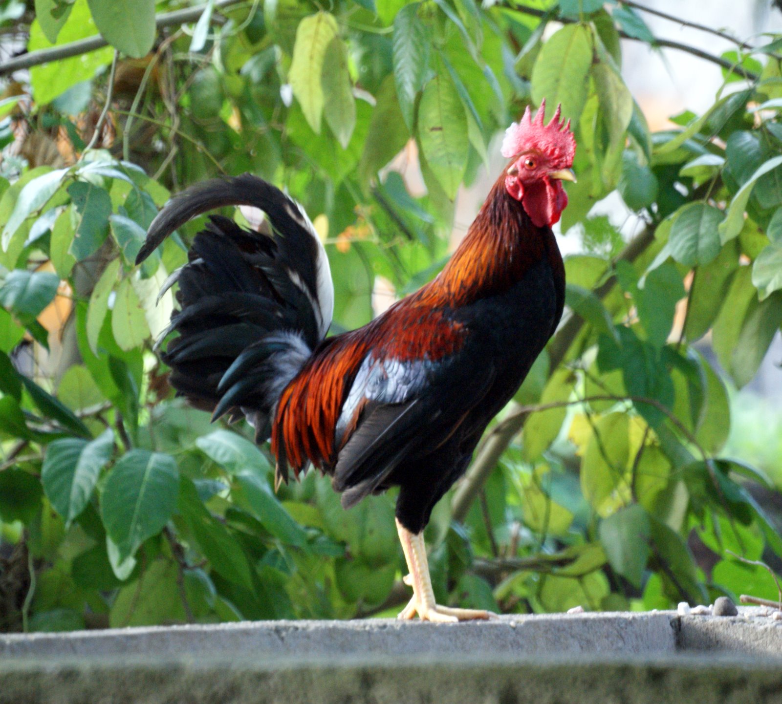 Ayam Hutan-Kw1: Ayam hutan merah