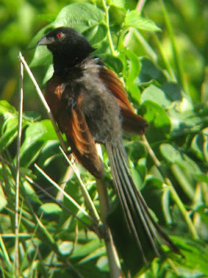 Birds: Madagascar Coucal