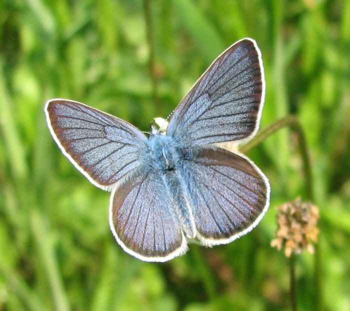 Butterflys: Lycaenidae